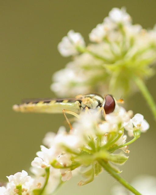 Voler Macro La Nature En Plein - Photo gratuite sur Pixabay - Pixabay