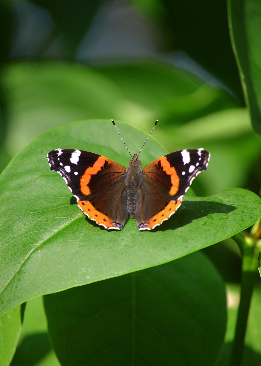 Butterfly Admiral Close Up - Free photo on Pixabay