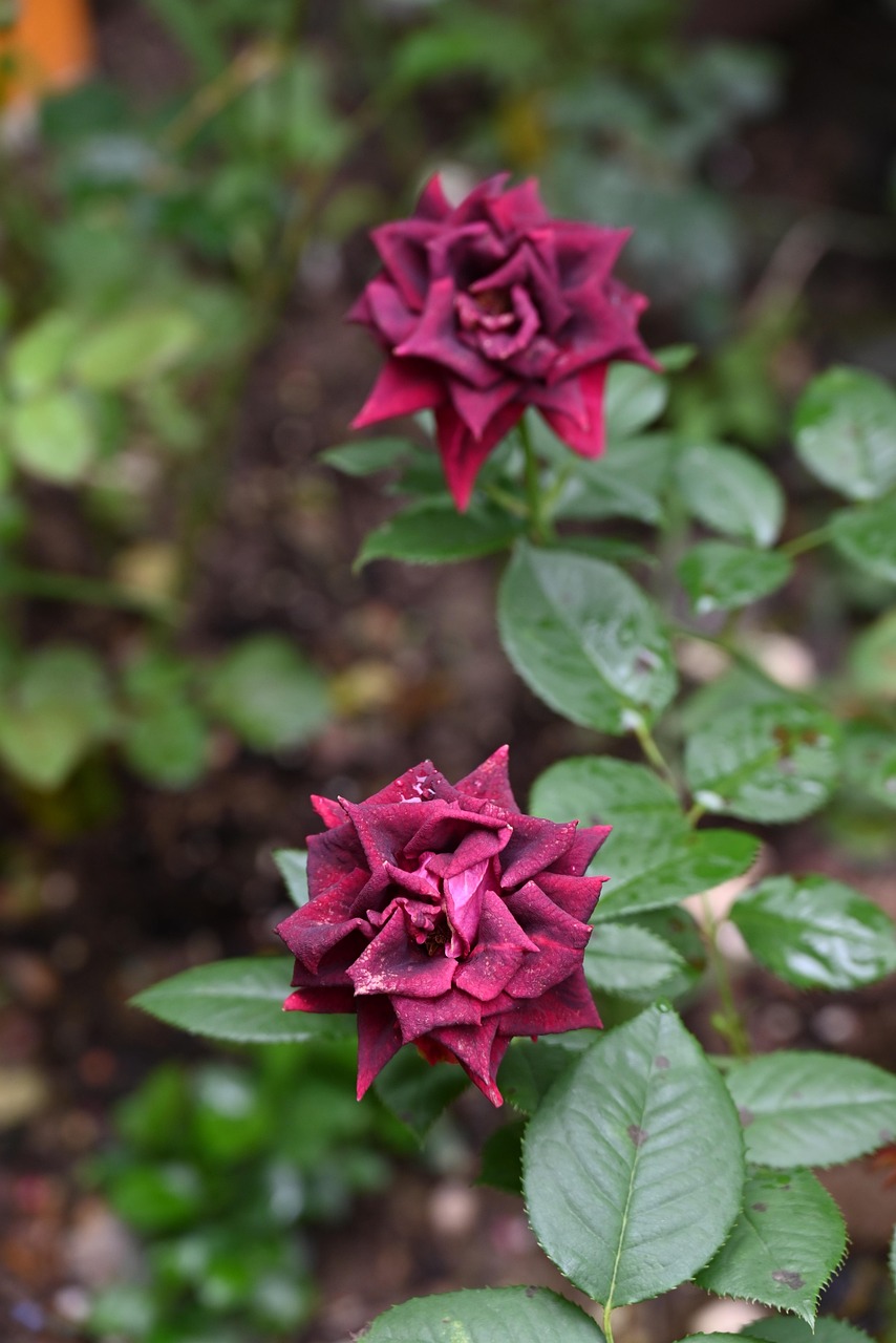 Merah Bunga Merapatkan - Foto gratis di Pixabay
