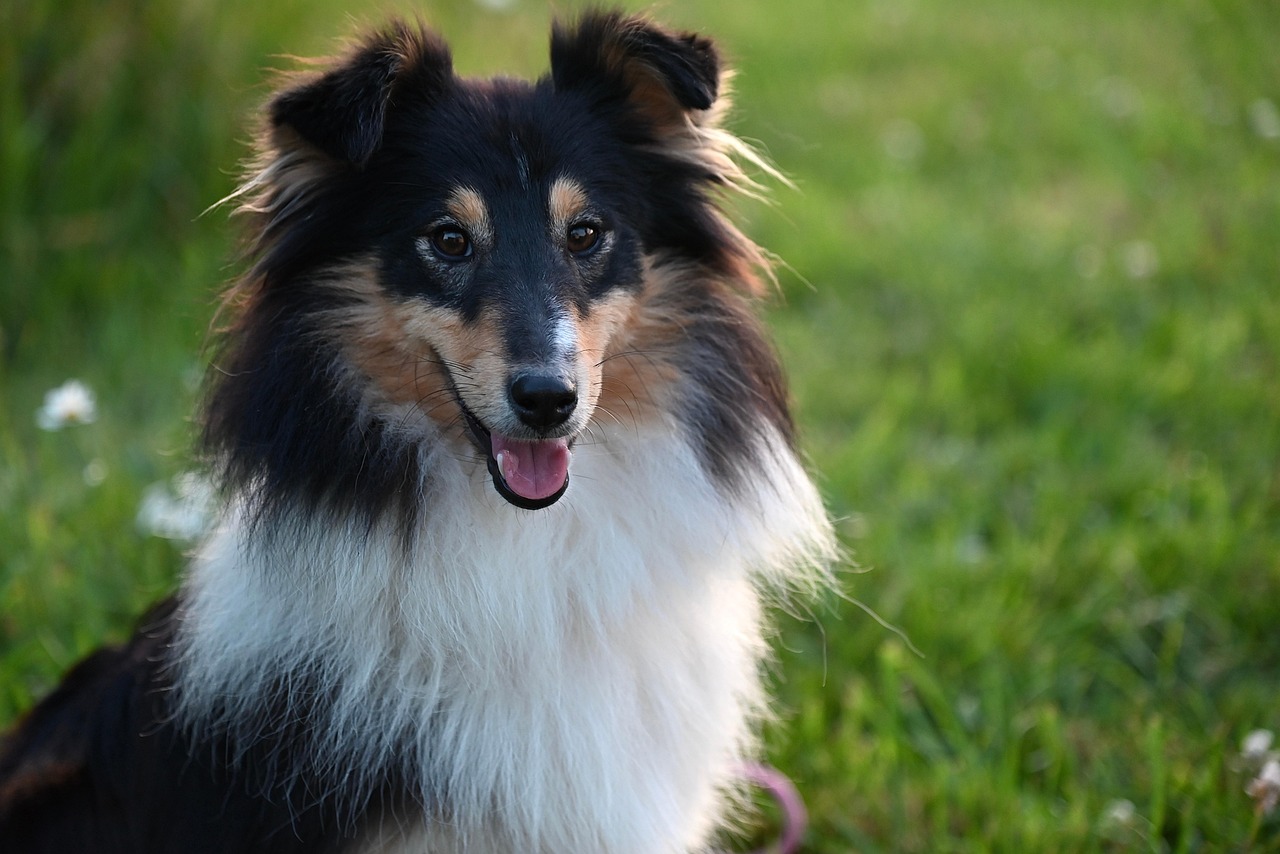 Perro Shetland Sheepdog Mascota - Foto gratis en Pixabay - Pixabay