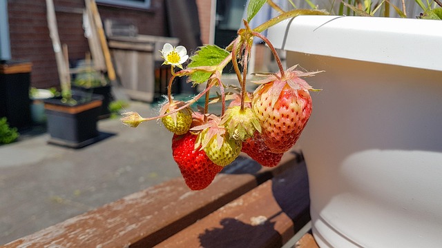 Strawberry Flower - Free photo on Pixabay - Pixabay