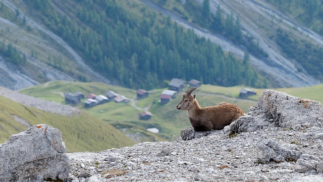 Animal Capricornul Mamifer - Fotografie gratuită pe Pixabay - Pixabay