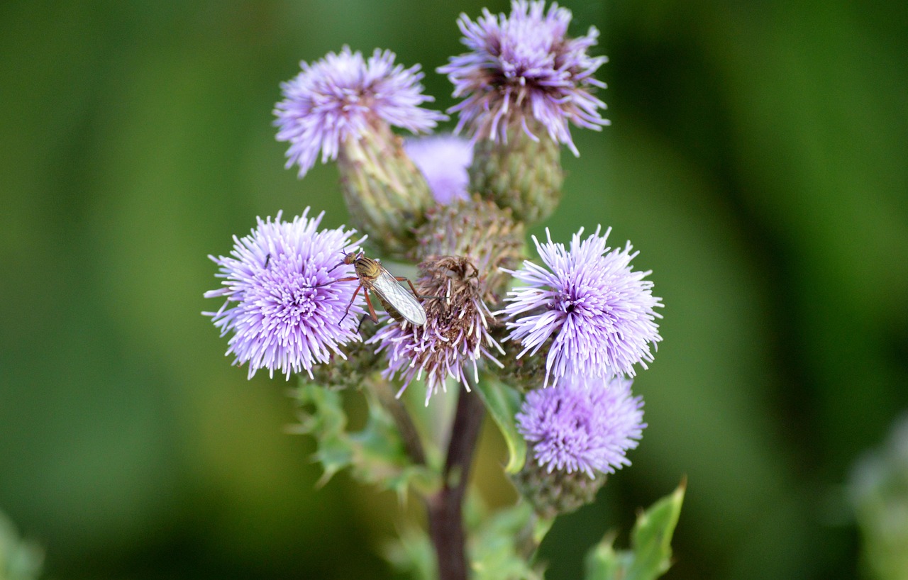 3,000+ Free Thistle & Nature Images - Pixabay
