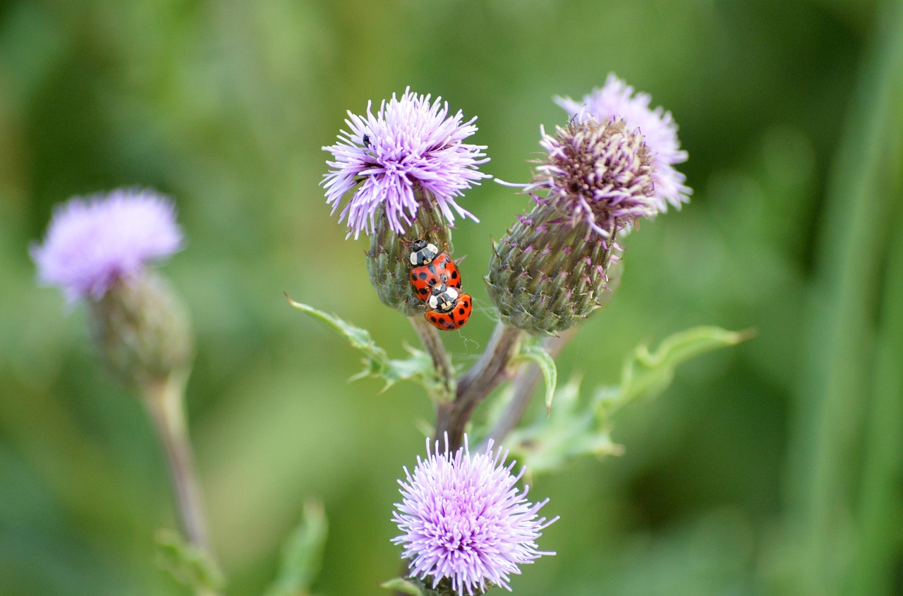 Ladybug Beetle Flowers - Free photo on Pixabay - Pixabay