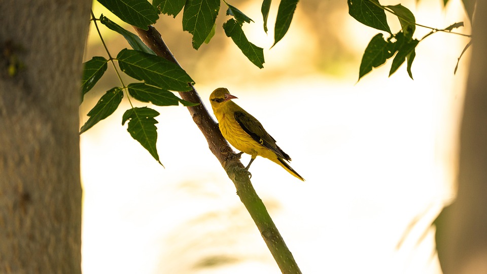 Indian Golden Oriole Bird - Free photo on Pixabay
