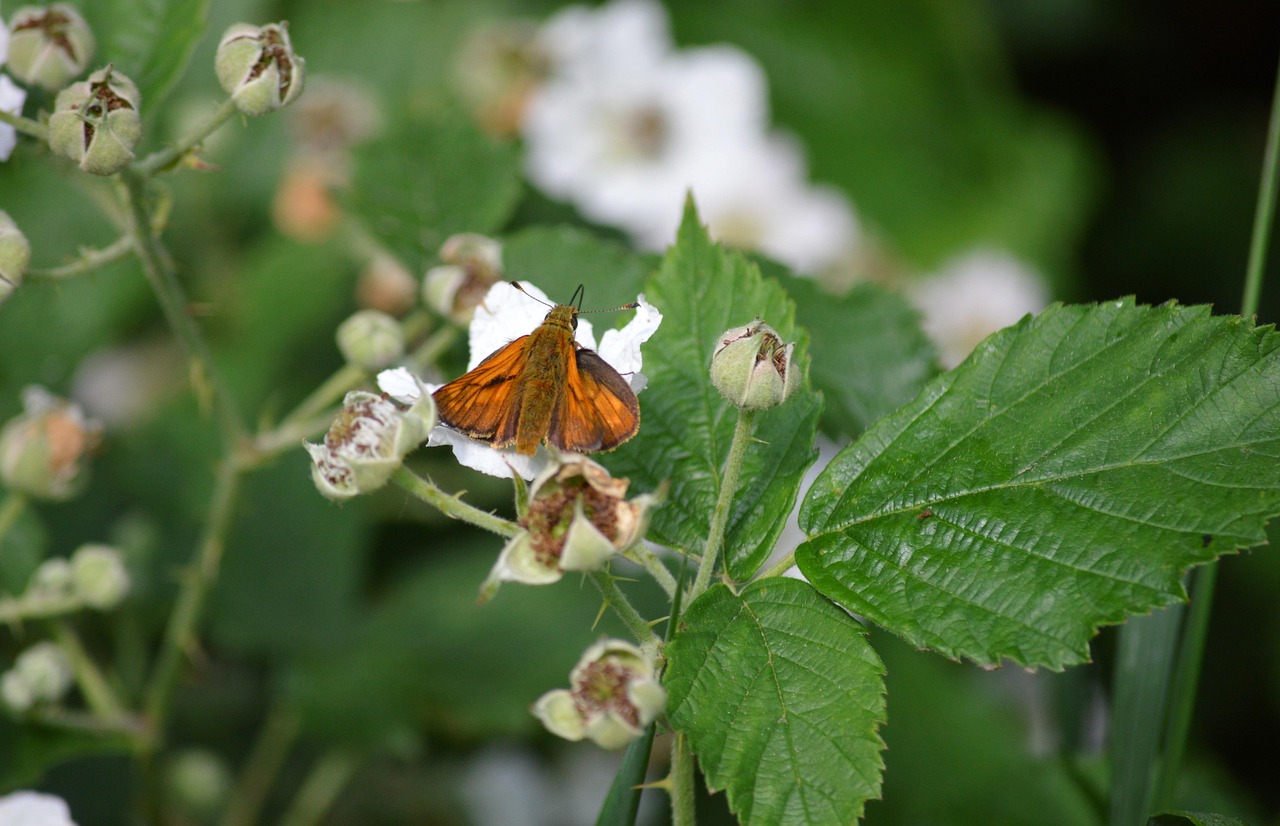 Insect Butterfly Captain - Free photo on Pixabay - Pixabay