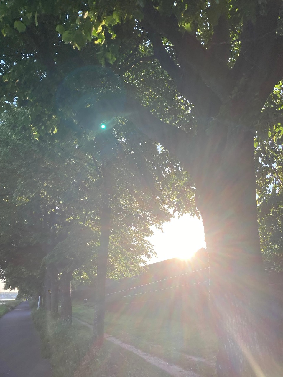 Tree Sun Hope - Free photo on Pixabay - Pixabay
