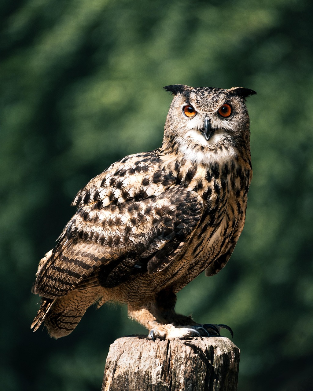 Plus de 60 images de Fiatal Uhu et de Oiseau - Pixabay Plus de 60 images de Fiatal Uhu et de Oiseau - Pixabay