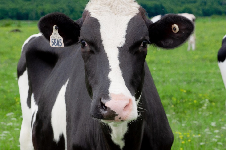 Animal Cow Mammal - Free photo on Pixabay - Pixabay