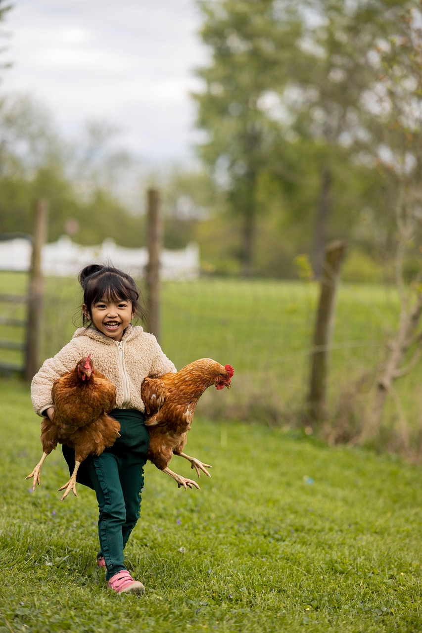 Girl Hen Chicken - Free photo on Pixabay