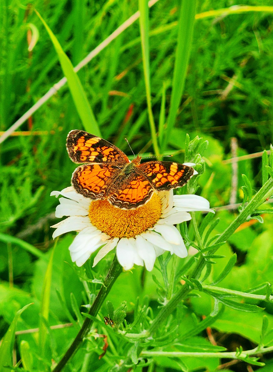 Butterfly Nature Forest - Free photo on Pixabay