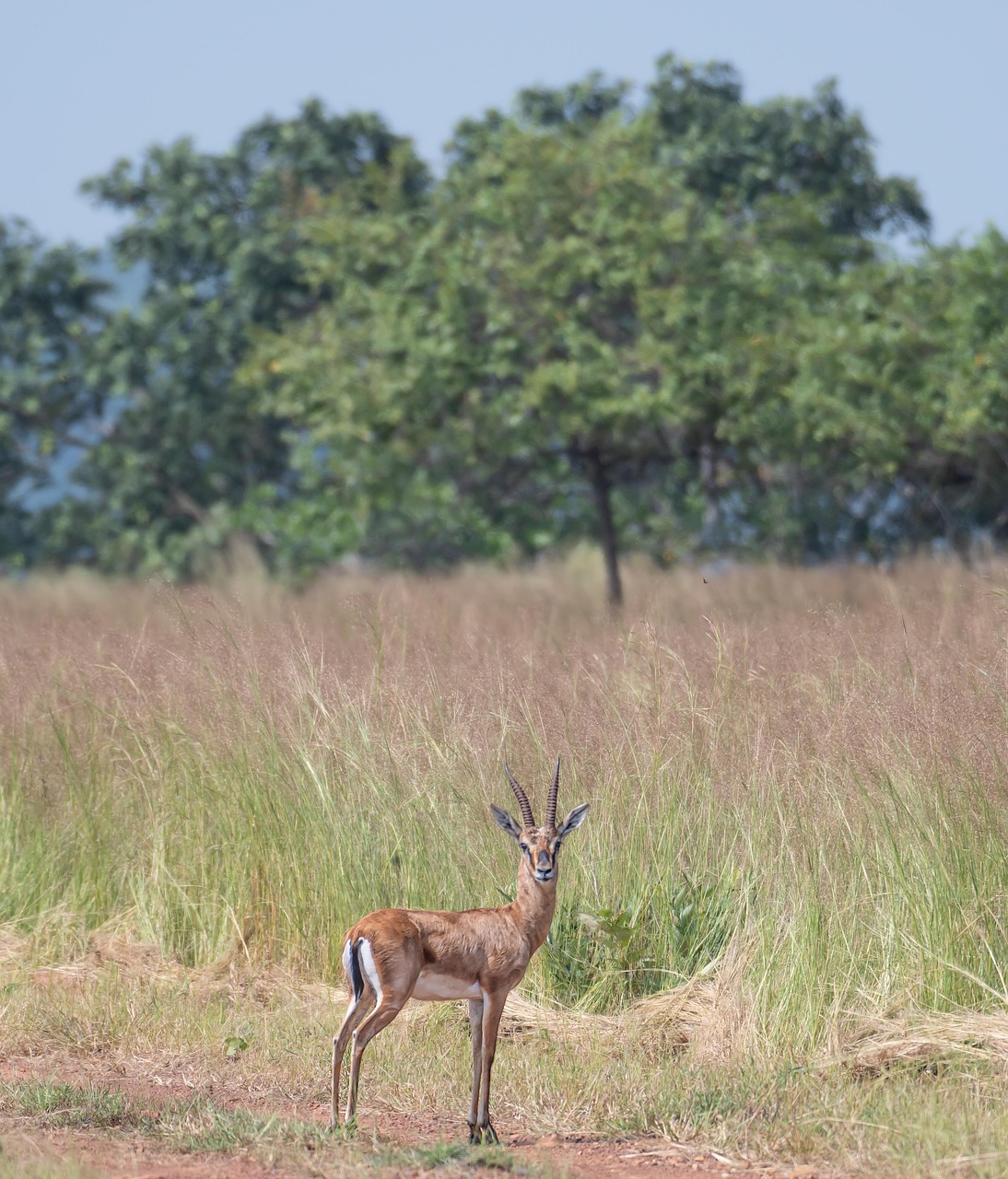 Chinkara Gazelle Antilope - Photo gratuite sur Pixabay - Pixabay
