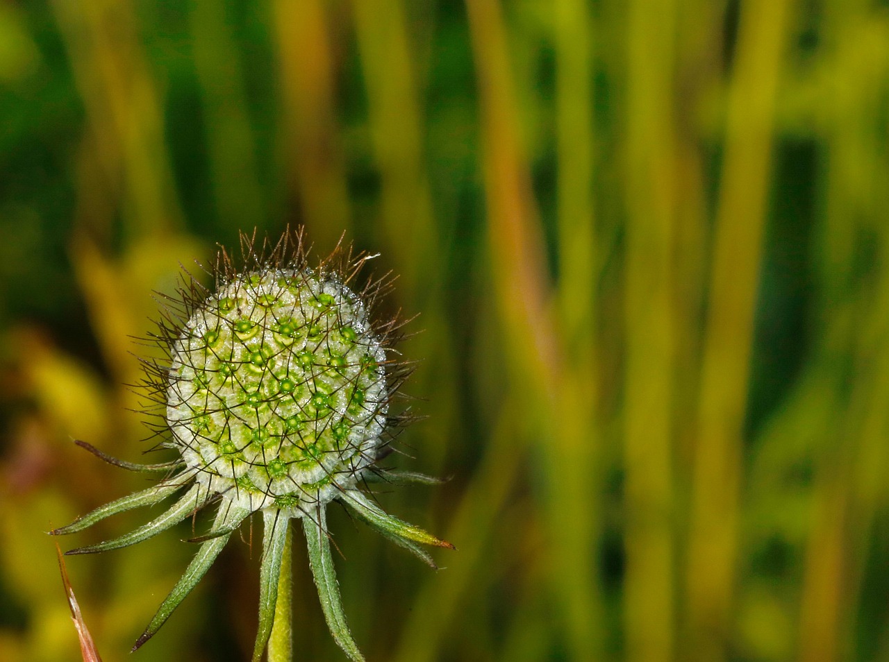 Flora Nature Green - Free photo on Pixabay - Pixabay