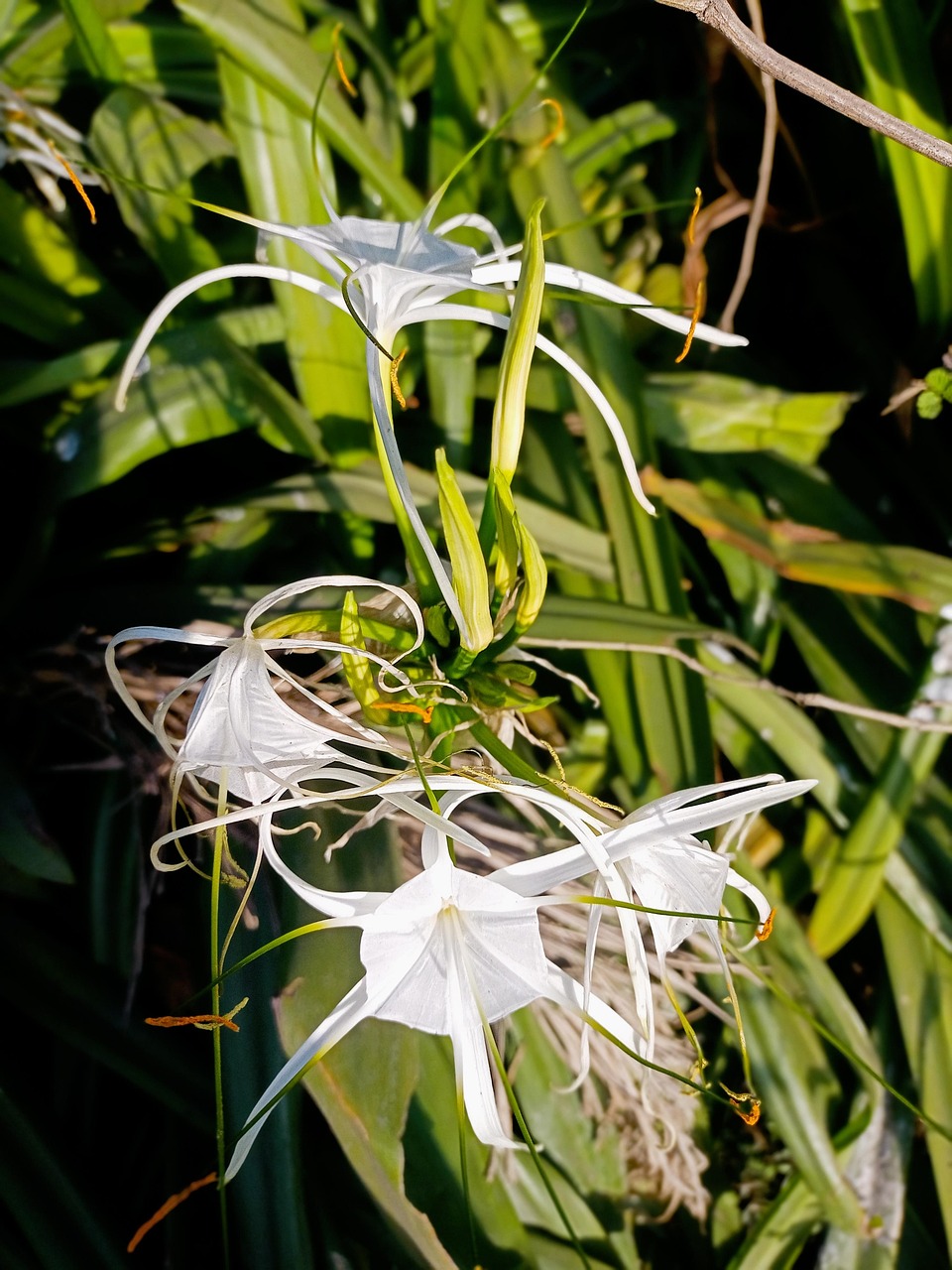 Flor Blanca - Foto gratis en Pixabay
