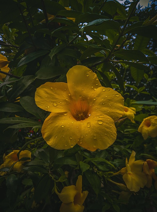 Flower Beautiful Leaves - Free photo on Pixabay - Pixabay