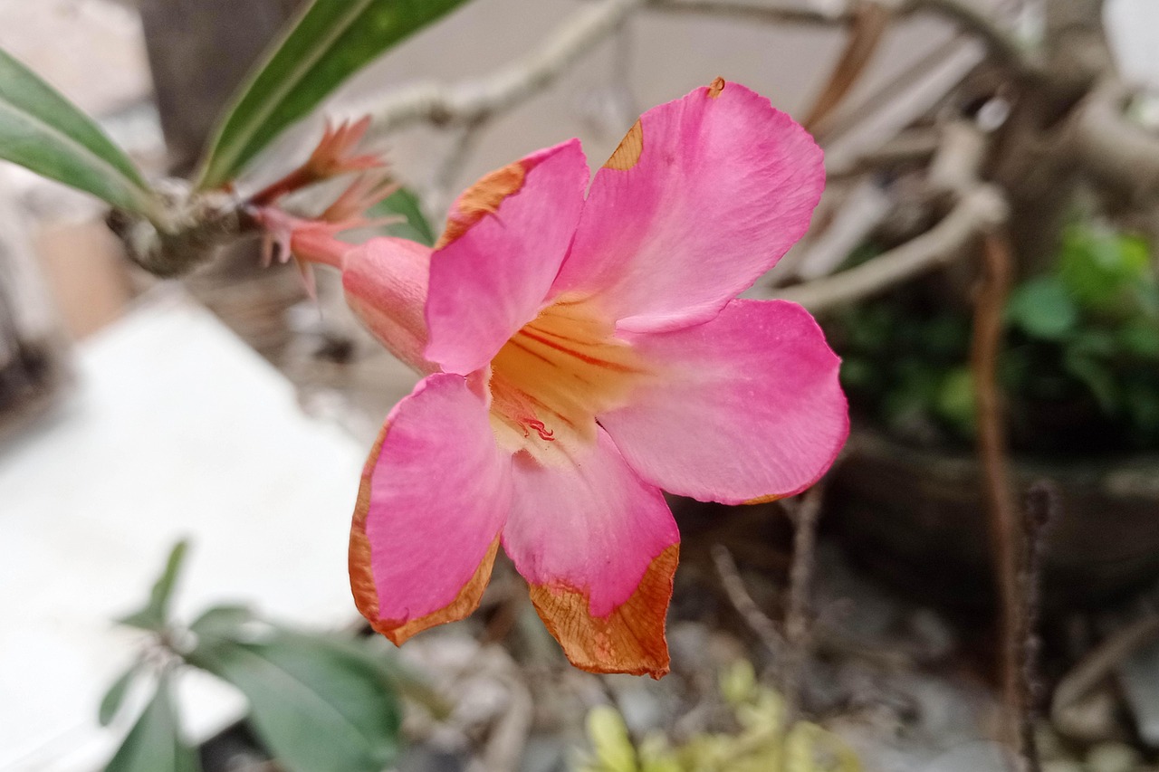 Bunga Frangipani Mekar - Foto gratis di Pixabay - Pixabay