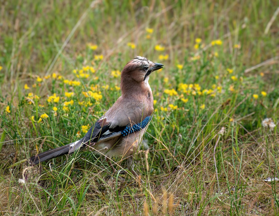 Bird Jay Ornithology - Free photo on Pixabay - Pixabay