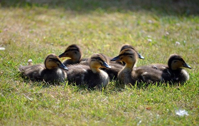 Ducks Ducklings Chick - Free photo on Pixabay - Pixabay