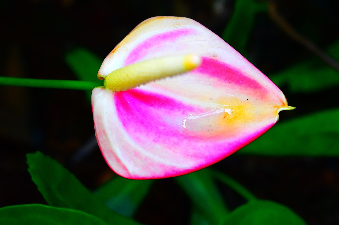Anthurium Bunga Alam - Foto gratis di Pixabay - Pixabay