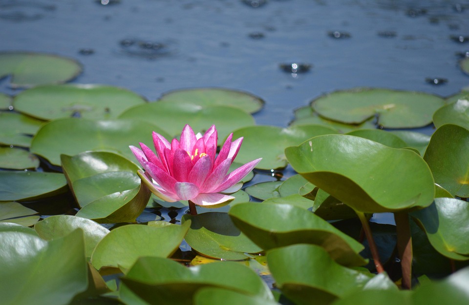 Flower Red Water Lily Plant - Free photo on Pixabay - Pixabay