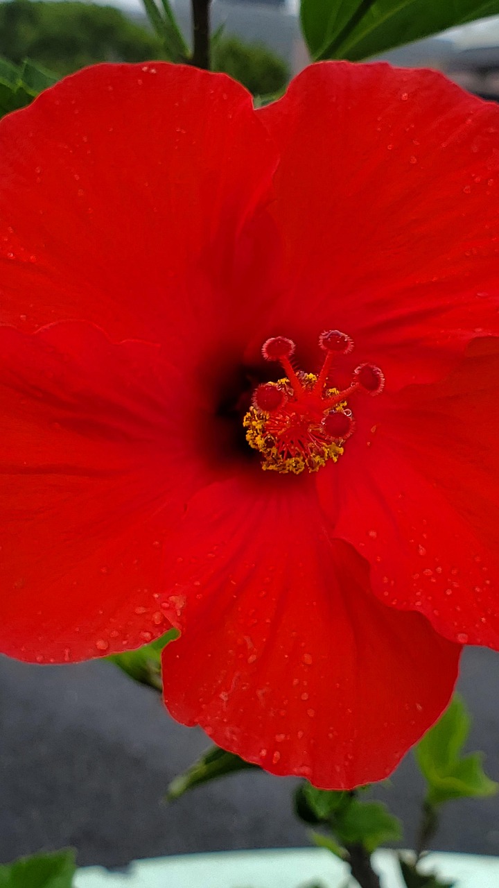 Bloemen Natuurlijke Rood - Gratis foto op Pixabay - Pixabay