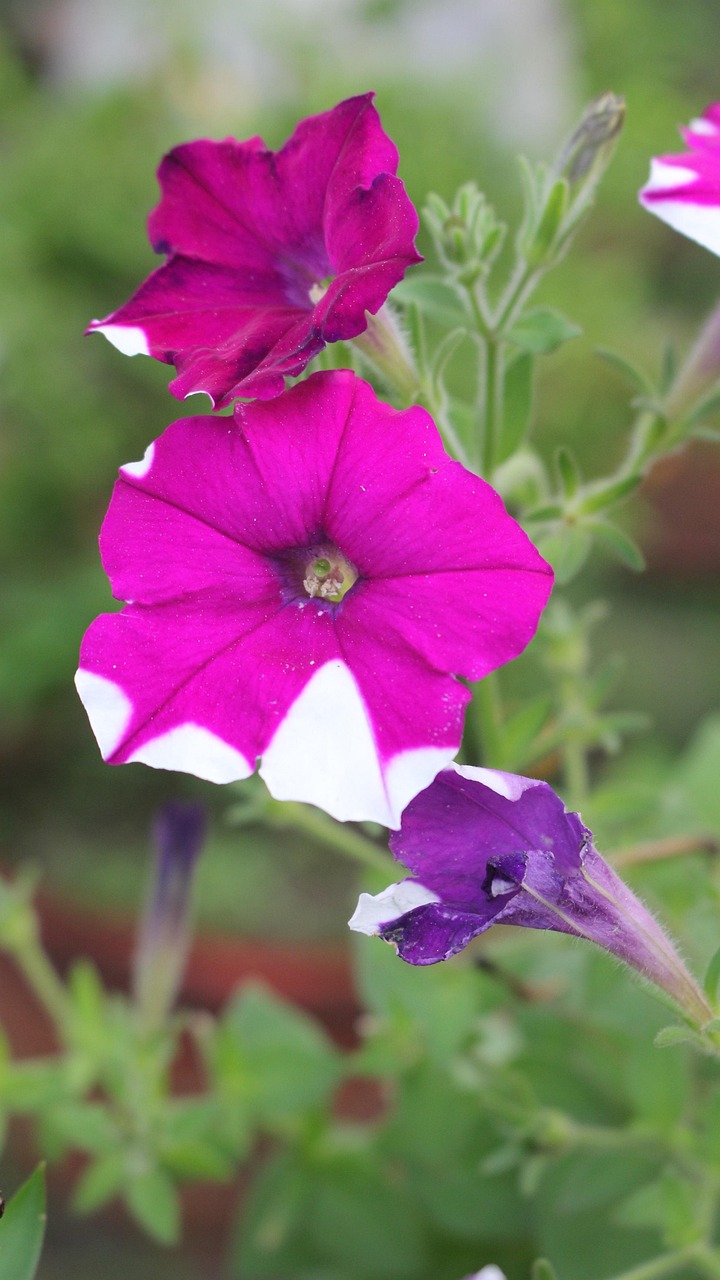 Purple Picotee Flowers Plant - Free photo on Pixabay - Pixabay