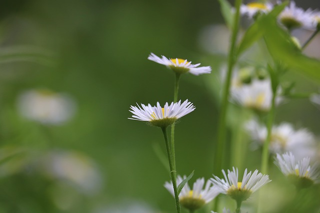 勿忘我花 野花 - Pixabay上的免费照片 - Pixabay
