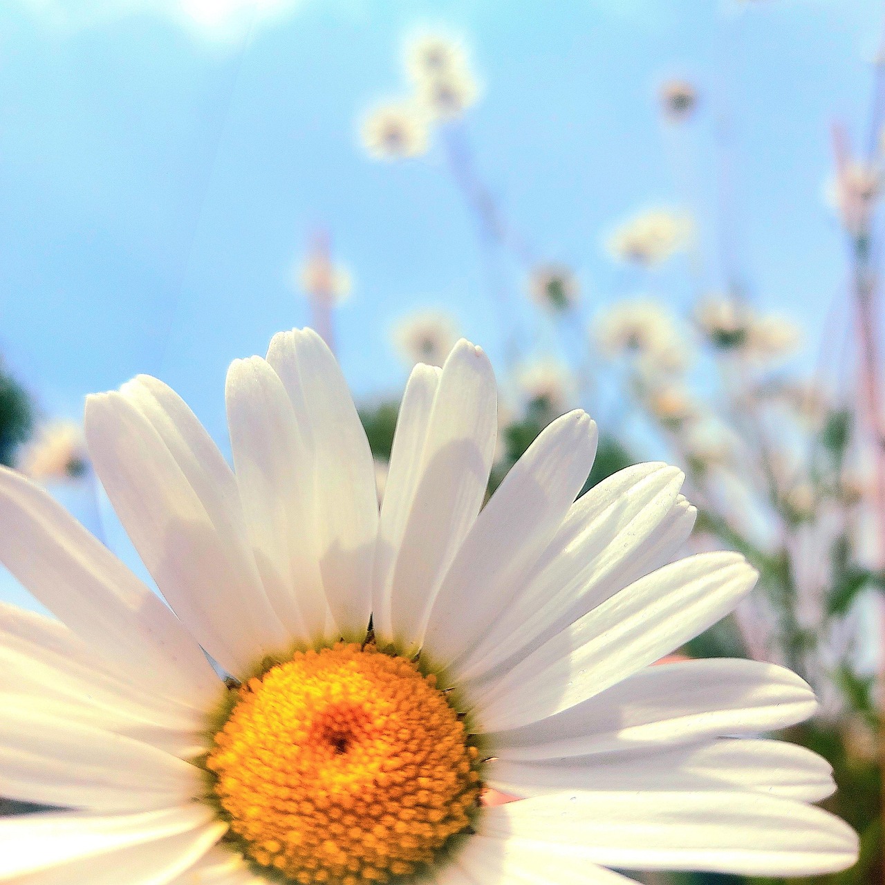 Margarida Florescer Verão Céu - Foto gratuita no Pixabay - Pixabay