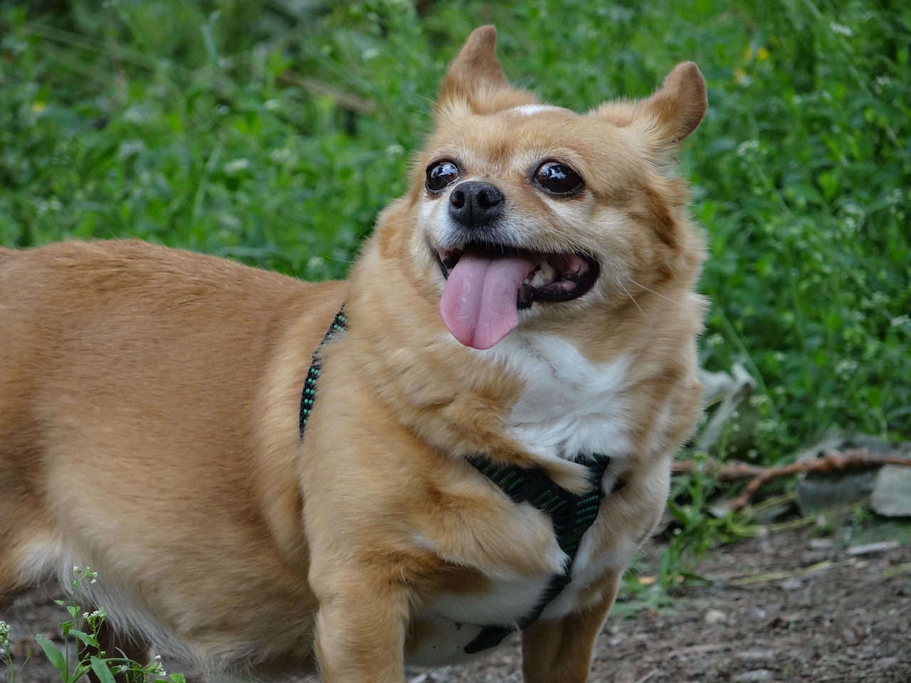 Hund Tier Haustiere - Kostenloses Foto auf Pixabay - Pixabay