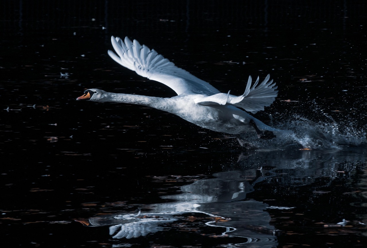 10,000+ Free Swan & Nature Images - Pixabay