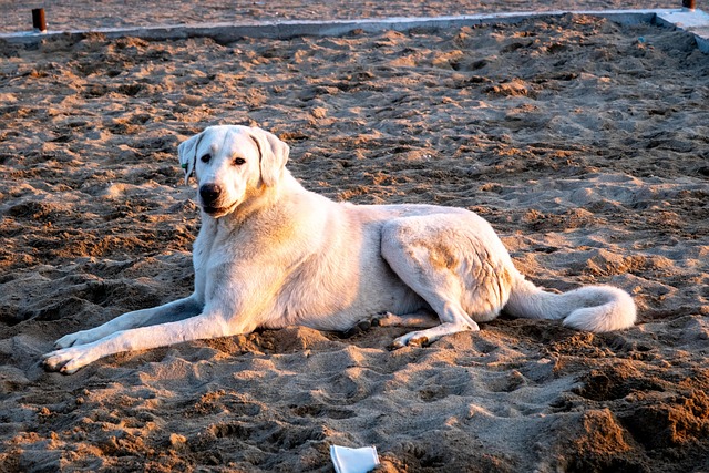 Perro Mamífero Animal - Foto gratis en Pixabay - Pixabay
