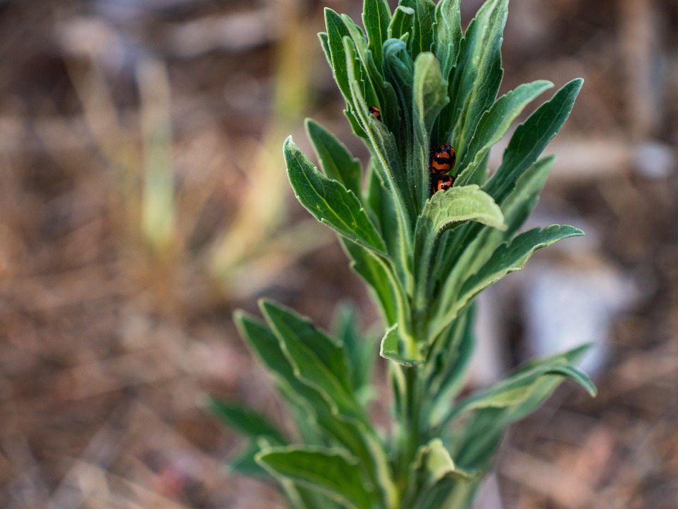 Agriculture Botanical Bugs - Free photo on Pixabay - Pixabay