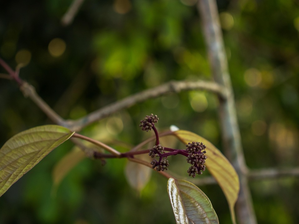 Botanical Branch Close-Up - Free photo on Pixabay - Pixabay