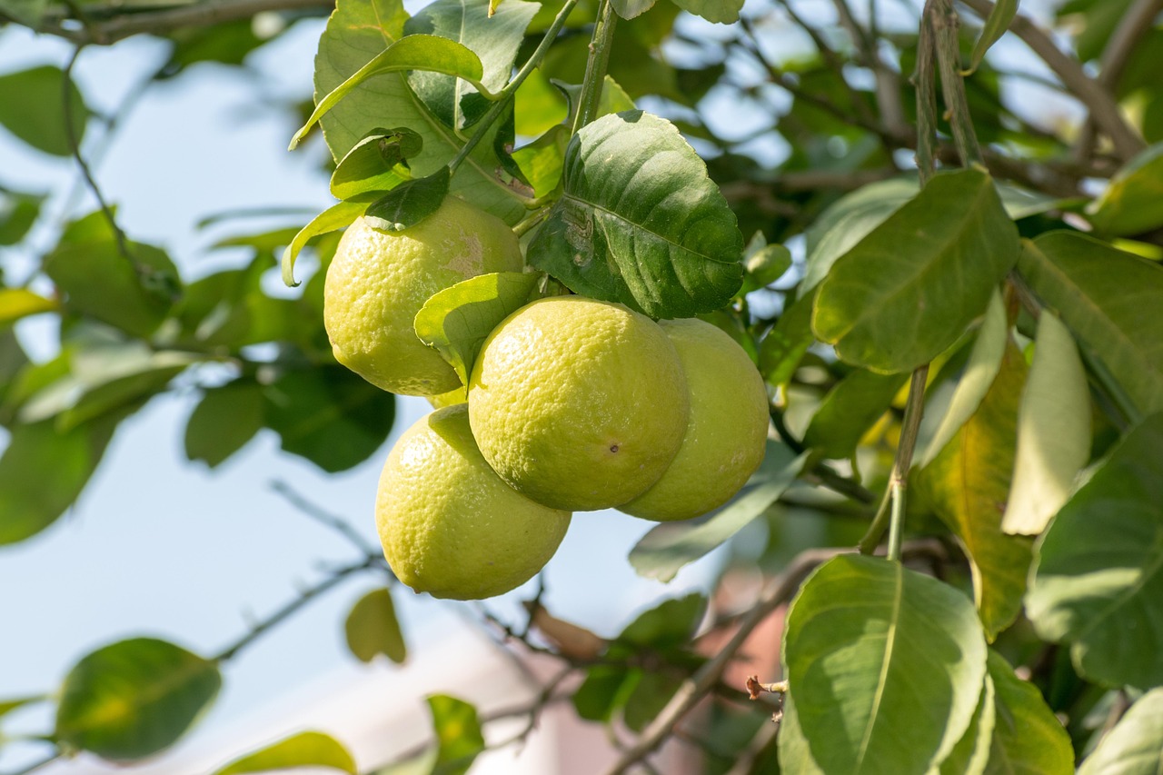 Citrus Lemon Fruit - Free photo on Pixabay