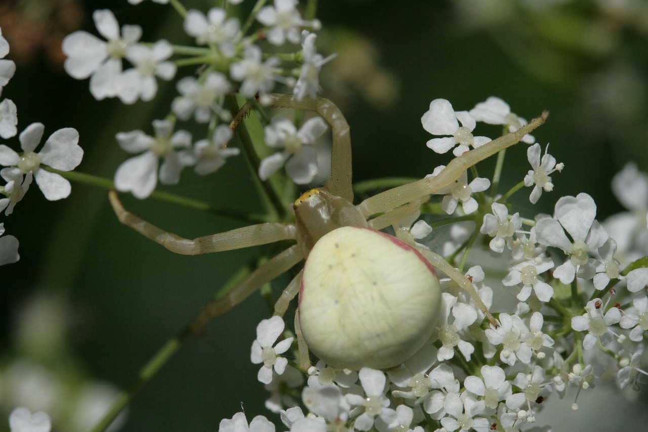Umbel Flower Crab Spider - Free photo on Pixabay - Pixabay