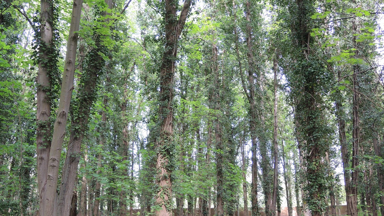 Vegetatie Arbori Parc - Free photo on Pixabay - Pixabay