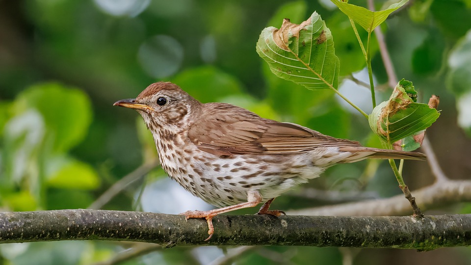 Bird Thrush Tree - Free photo on Pixabay