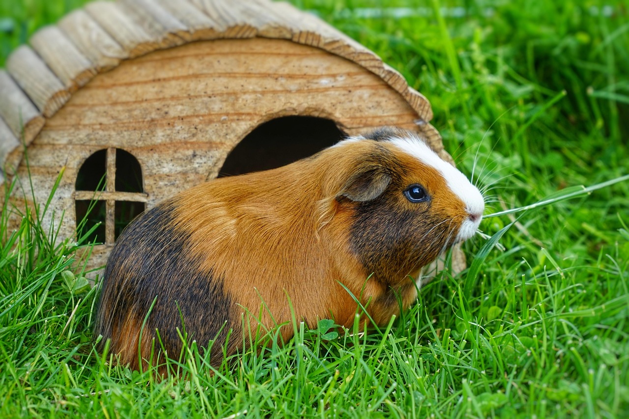 Marmot Pertapa Jerman Hewan - Foto gratis di Pixabay