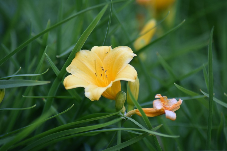 Flower Day Lily Grass - Free photo on Pixabay - Pixabay
