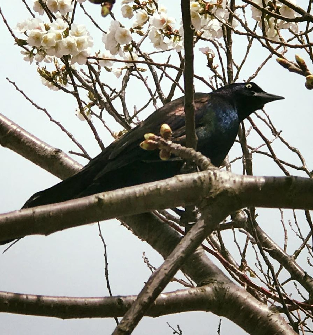 Blackbird Bird Nature - Free photo on Pixabay - Pixabay