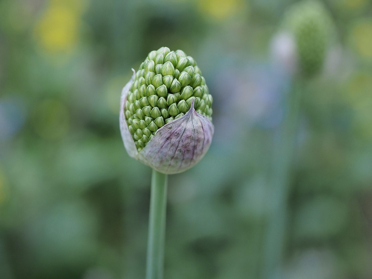 Allium Flor Planta - Foto gratis en Pixabay
