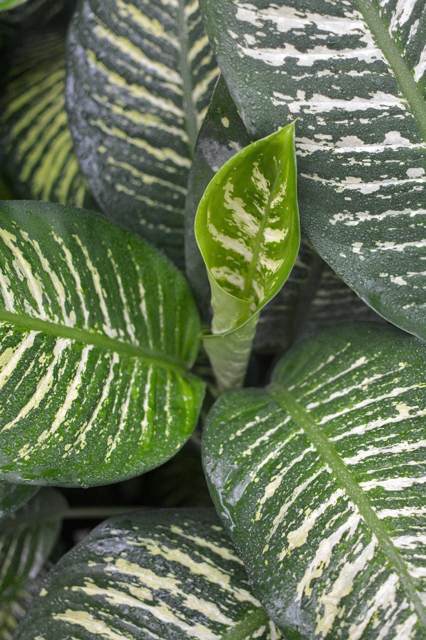 Feuilles Plantes Botanique - Photo gratuite sur Pixabay - Pixabay
