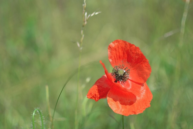 Coquelicot Fleur Plantes - Photo gratuite sur Pixabay - Pixabay