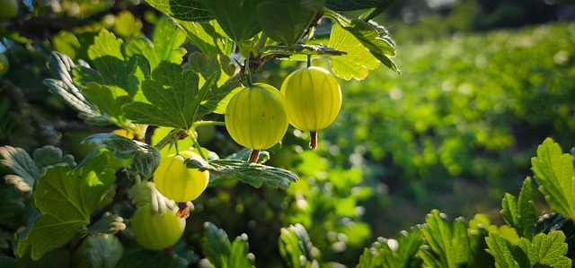 Groselha Frutas Planta - Foto gratuita no Pixabay - Pixabay