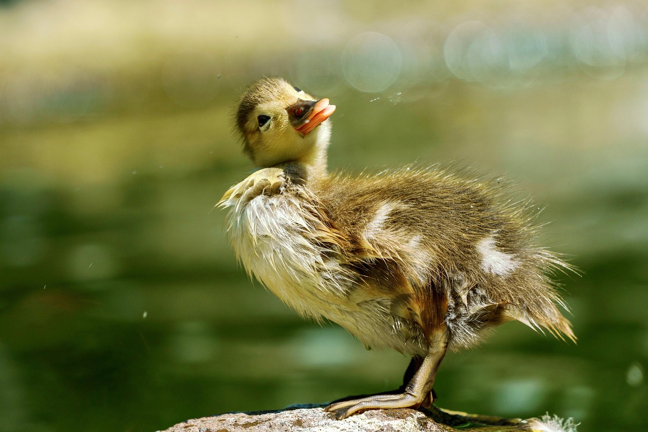 Duckling Bird Chick - Free photo on Pixabay - Pixabay