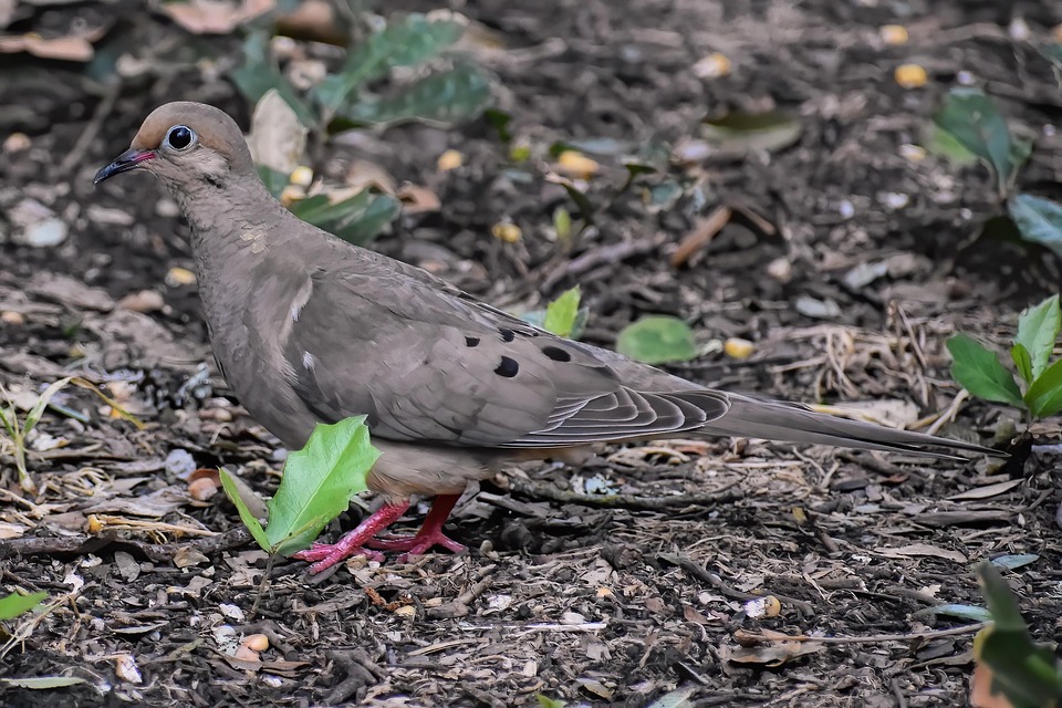 Bird Dove Feathers - Free photo on Pixabay - Pixabay