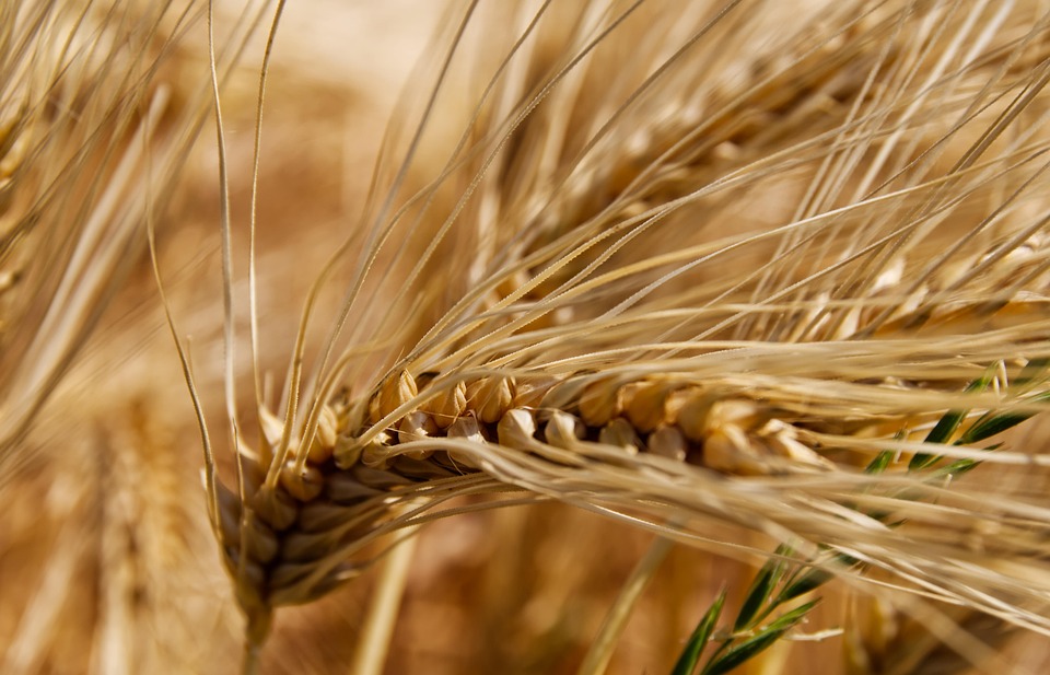 Barley Crop Grain - Free photo on Pixabay - Pixabay