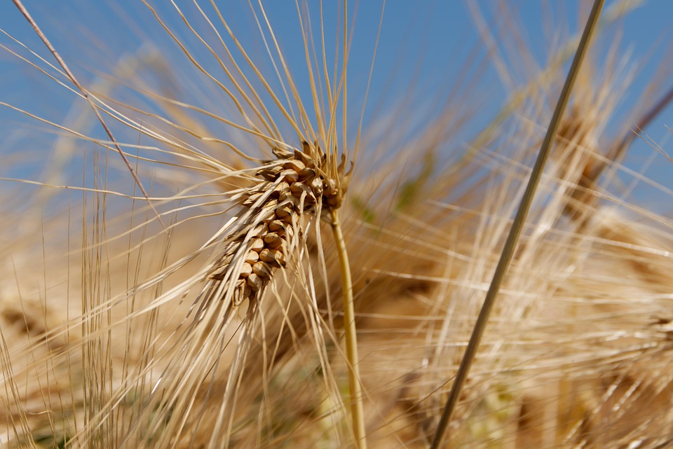 Barley Crop Grain - Free photo on Pixabay - Pixabay