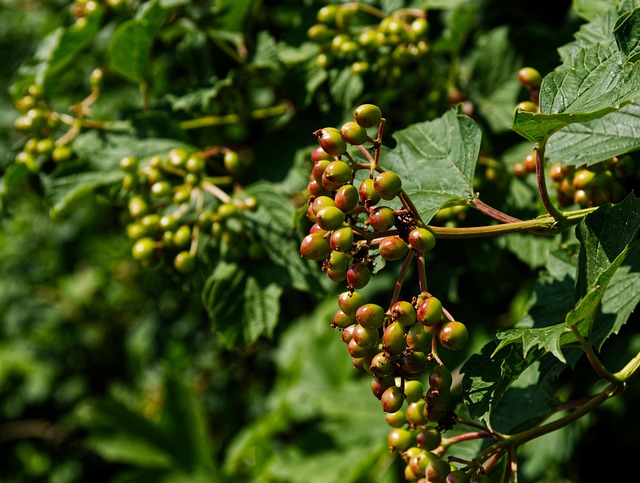 Baga Fruta Planta - Foto gratuita no Pixabay - Pixabay