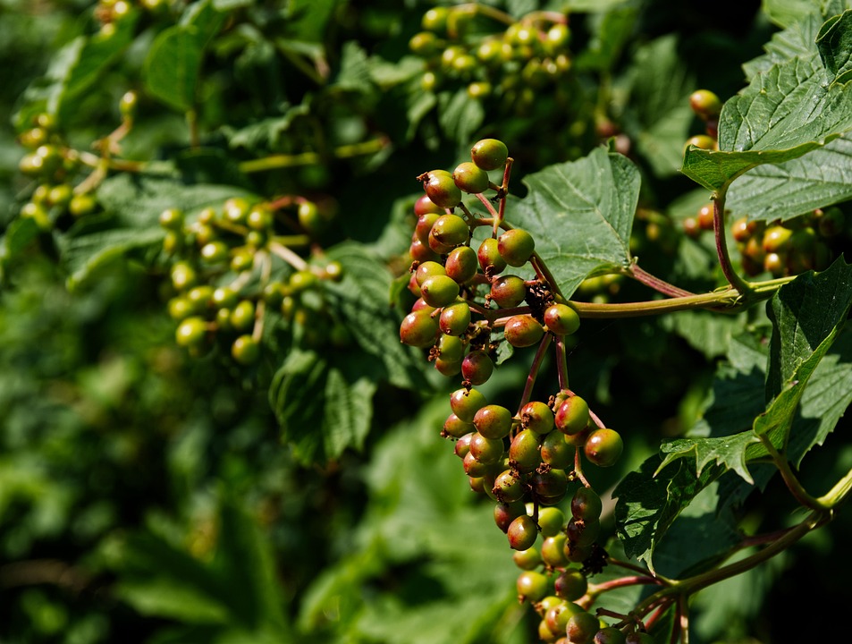 Baga Fruta Planta - Foto gratuita no Pixabay - Pixabay